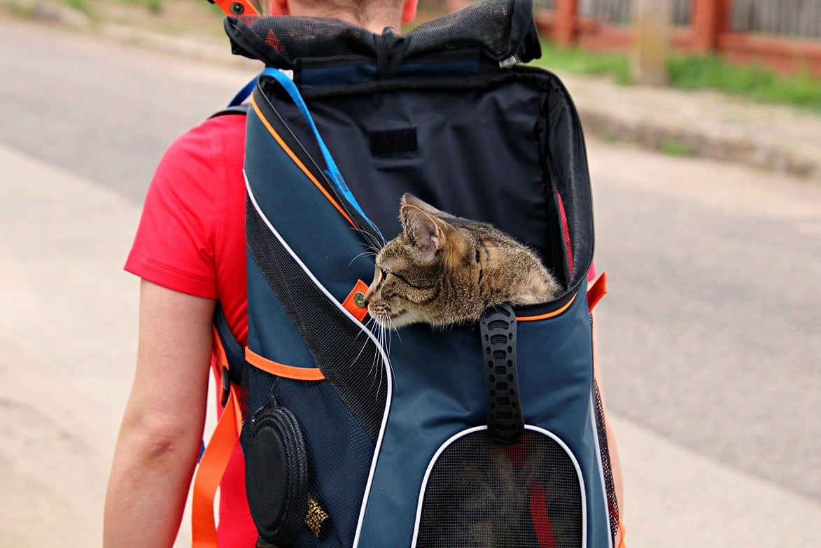 How to Travel on Amtrak Trains With Pets - Wanderu