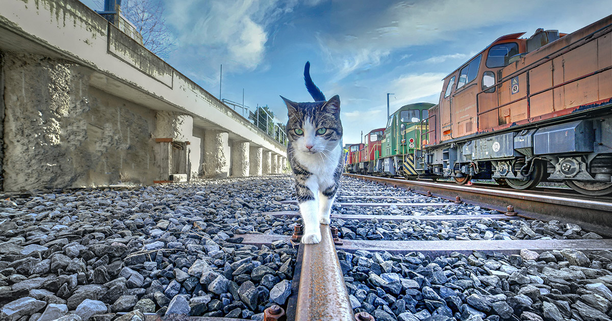 How to Travel on Amtrak Trains With Pets - Wanderu