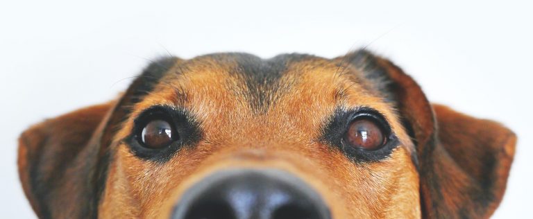 How to Travel on Amtrak Trains With Pets - Wanderu