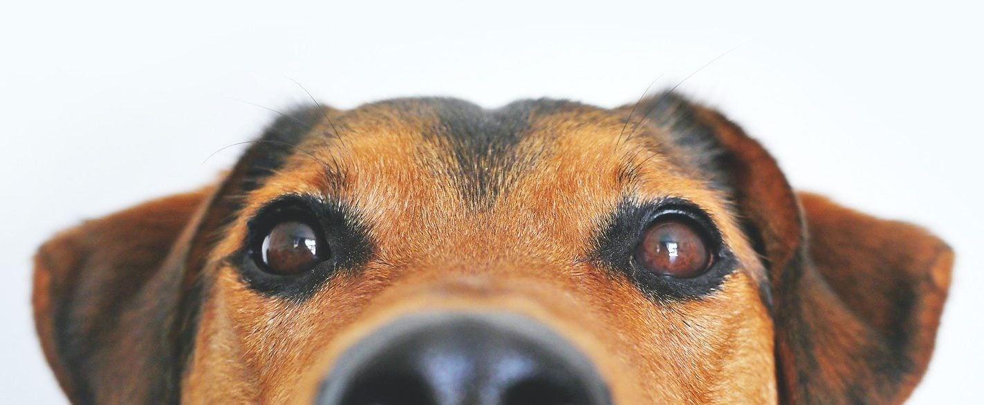 How to Travel on Amtrak Trains With Pets - Wanderu